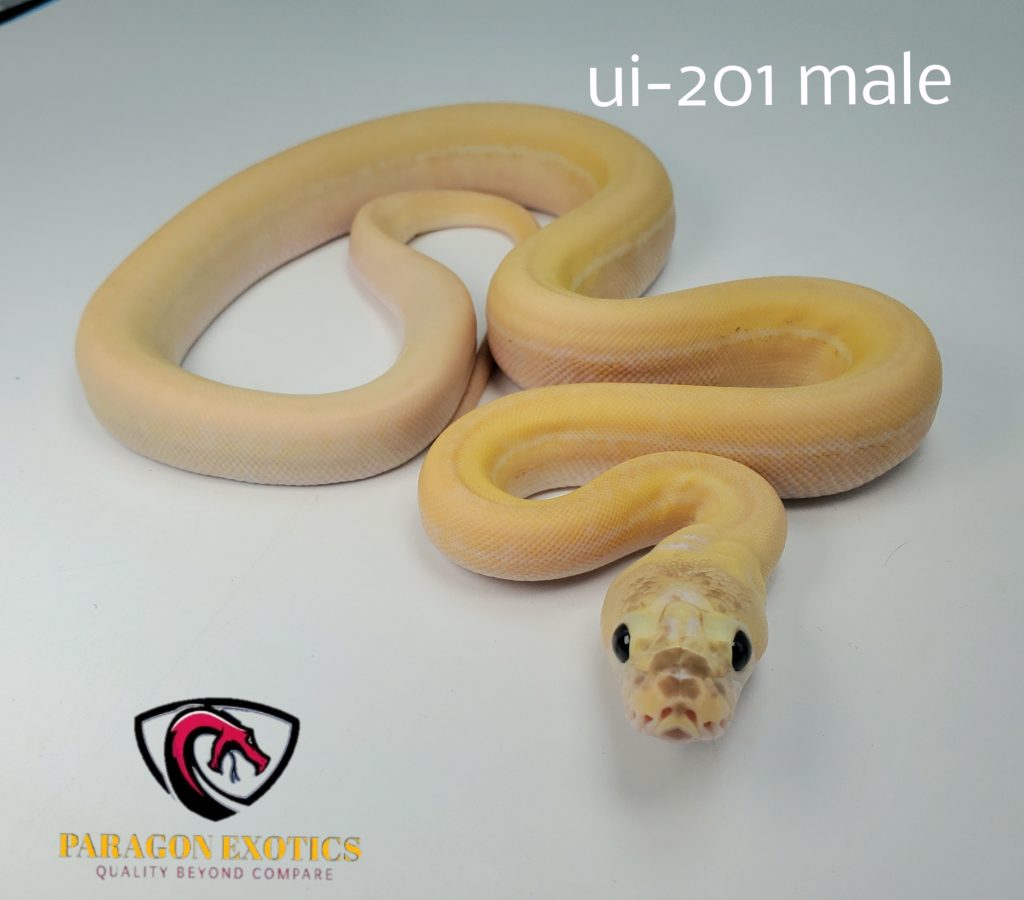 Reticulated Pythons | Product categories | Paragon Exotics…Quality ...