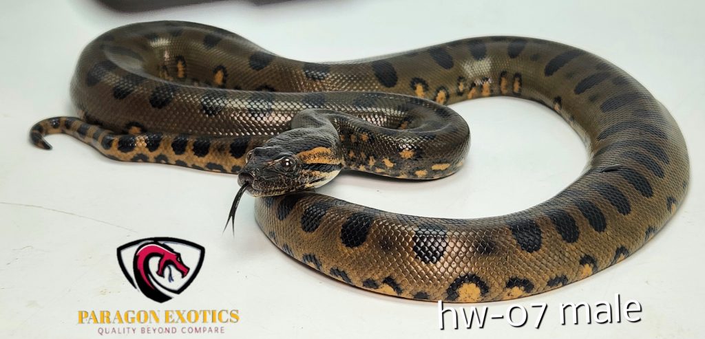Anacondas | Product categories | Paragon Exotics…Quality Beyond Compare
