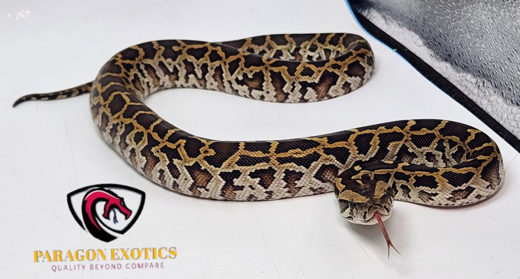 Burmese Pythons | Product categories | Paragon Exotics…Quality Beyond ...