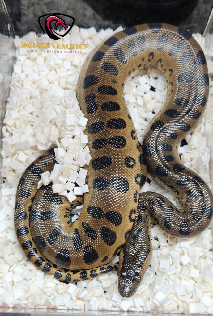 Anacondas | Product categories | Paragon Exotics…Quality Beyond Compare